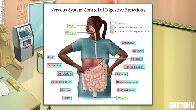 Autonomic Regulation of Digestion (Enteric Plexuses) - Free Sketchy ...