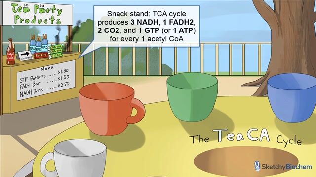 TCA Cycle - Free Sketchy MCAT Lesson