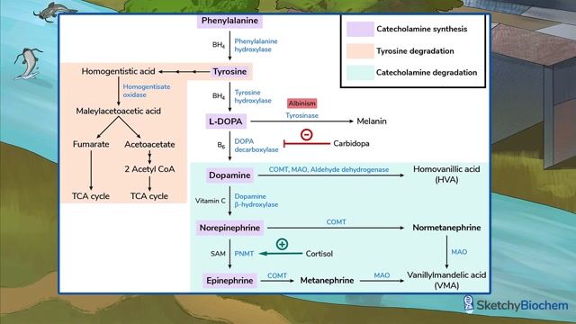 Catecholamine Synthesis & Degradation - Free Sketchy Medical Lesson