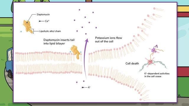 Daptomycin - Free Sketchy Medical Lesson