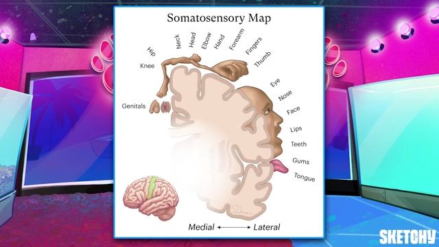 Somatosensation - Free Sketchy MCAT Lesson