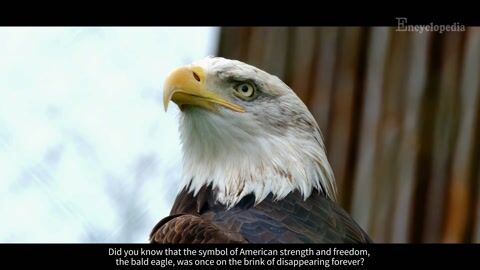 June 28: The Remarkable Rebirth of the Bald Eagle | Encyclopedia MDPI