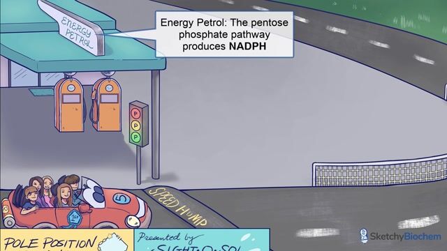 Pentose Phosphate Pathway - Free Sketchy MCAT Lesson