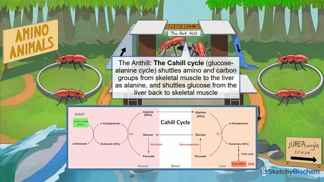 Cori and Cahill Cycles - Free Sketchy MCAT Lesson