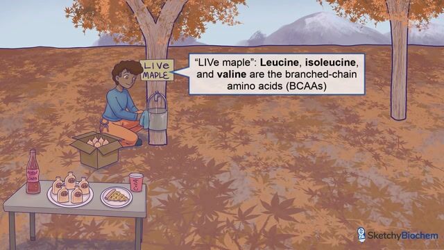 Branched-Chain Amino Acid Catabolism, Maple Syrup Urine Disease - Free ...