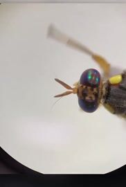 Oriental Fruit Fly | Encyclopedia MDPI