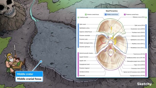 Overview of Skull Foramen - Free Sketchy Medical Lesson