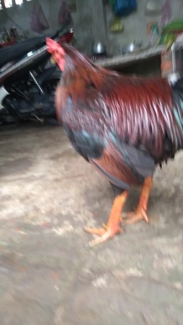 Điều chân xanh 2kg6 - 128801844