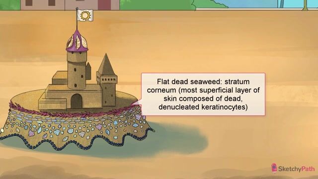 Actinic Keratosis, Squamous Cell Carcinoma & Basal Cell Carcinoma ...