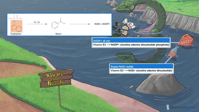Vitamin B3 (Niacin) - Free Sketchy Medical Lesson
