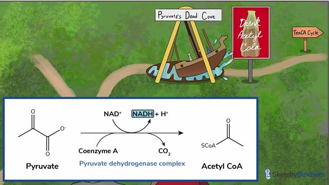 Fates of Pyruvate - Free Sketchy MCAT Lesson