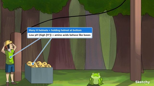 Acid-Base Chemistry of Amino Acids - Free Sketchy MCAT Lesson