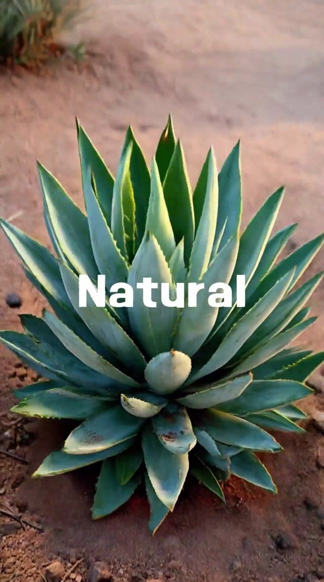 AdMeow — AI Video Ads for Shopify & DTC Brands