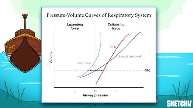 Compliance of the Respiratory System: Part 2 - Free Sketchy Medical Lesson