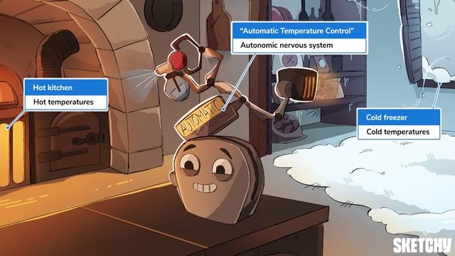 Thermoregulation at the Skin - Free Sketchy MCAT Lesson