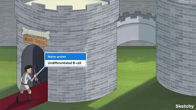 Humoral Immunity - Free Sketchy MCAT Lesson