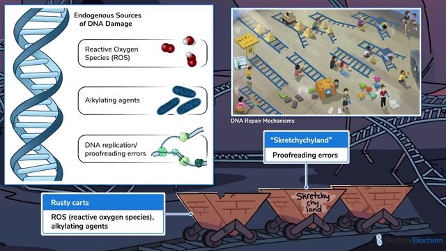 DNA Mutations - Free Sketchy MCAT Lesson