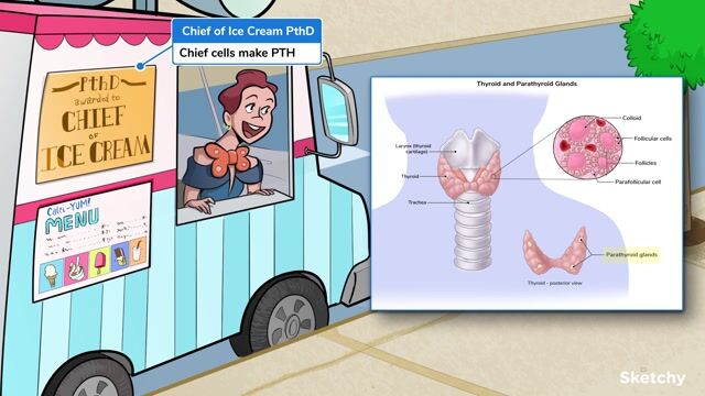 Parathyroid Glands and Calcium Homeostasis - Free Sketchy MCAT Lesson