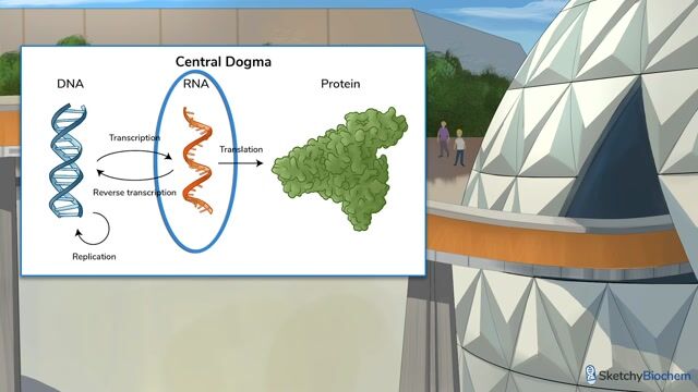 RNA Structure & Function - Free Sketchy Medical Lesson