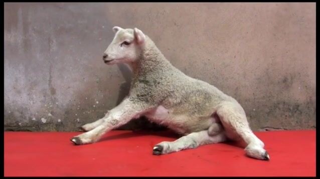 Diagnosing limb paresis and paralysis in sheep - Crilly - 2015 - In ...