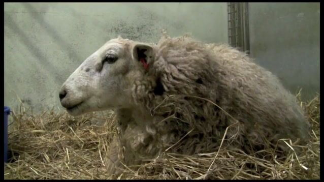 Diagnosing limb paresis and paralysis in sheep - Crilly - 2015 - In ...