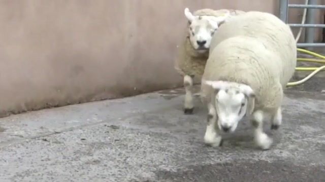 Diagnosing limb paresis and paralysis in sheep - Crilly - 2015 - In ...