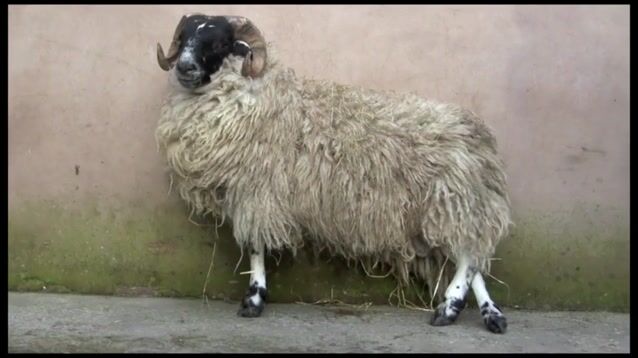Diagnosing limb paresis and paralysis in sheep - Crilly - 2015 - In ...