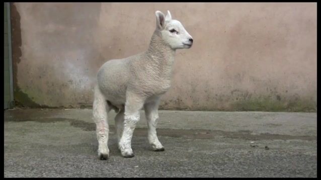 Diagnosing limb paresis and paralysis in sheep - Crilly - 2015 - In ...