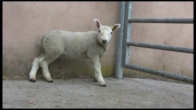 Diagnosing limb paresis and paralysis in sheep - Crilly - 2015 - In ...