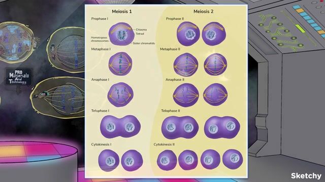 Meiosis - Free Sketchy Medical Lesson