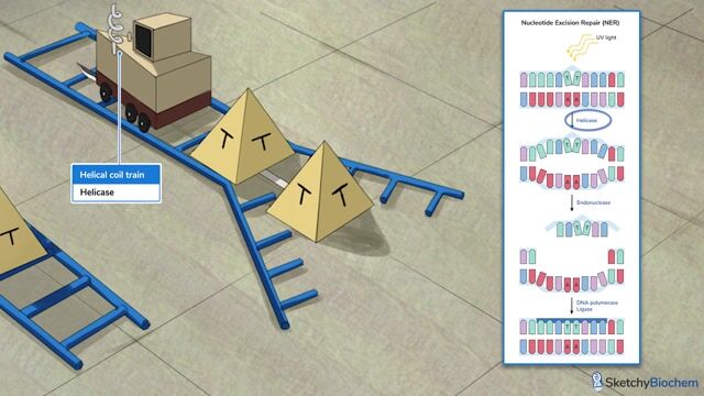 DNA Repair Mechanisms - Free Sketchy MCAT Lesson