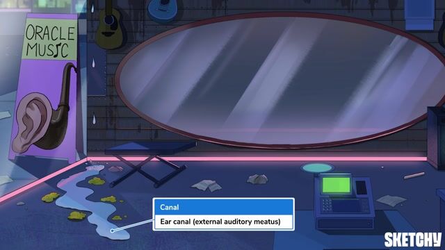 Anatomy of the Ear - Free Sketchy MCAT Lesson