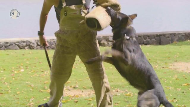 The Best Dog Breeds for Racing Sports | The Beacon Dog Academy