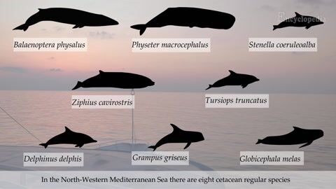 Cetacean Conservation in the Pelagos Sanctuary | Encyclopedia MDPI
