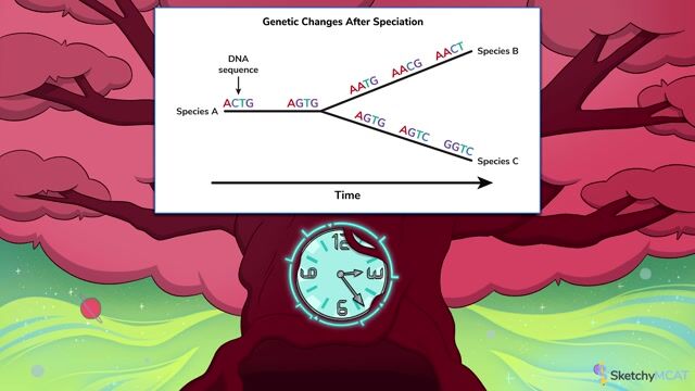 Rates of Speciation - Free Sketchy MCAT Lesson