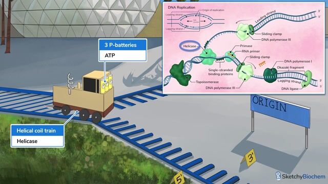 DNA Replication - Free Sketchy Medical Lesson