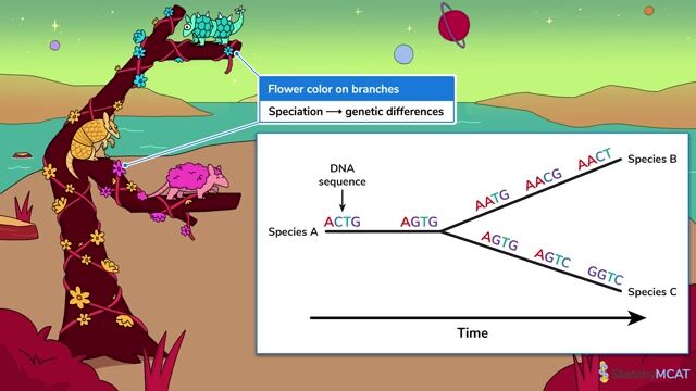 Patterns of Evolution - Free Sketchy MCAT Lesson